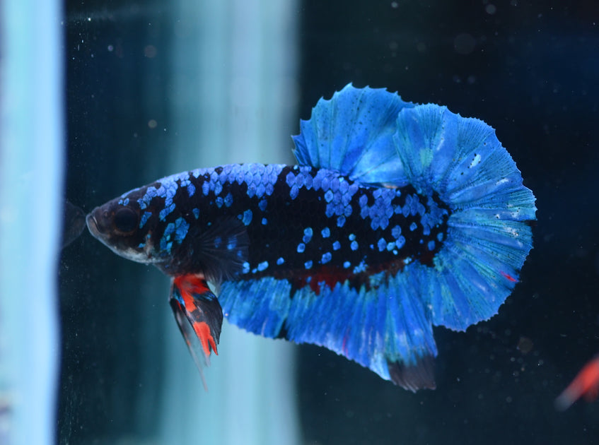 Avatar - Page 2 | Seven Fishes