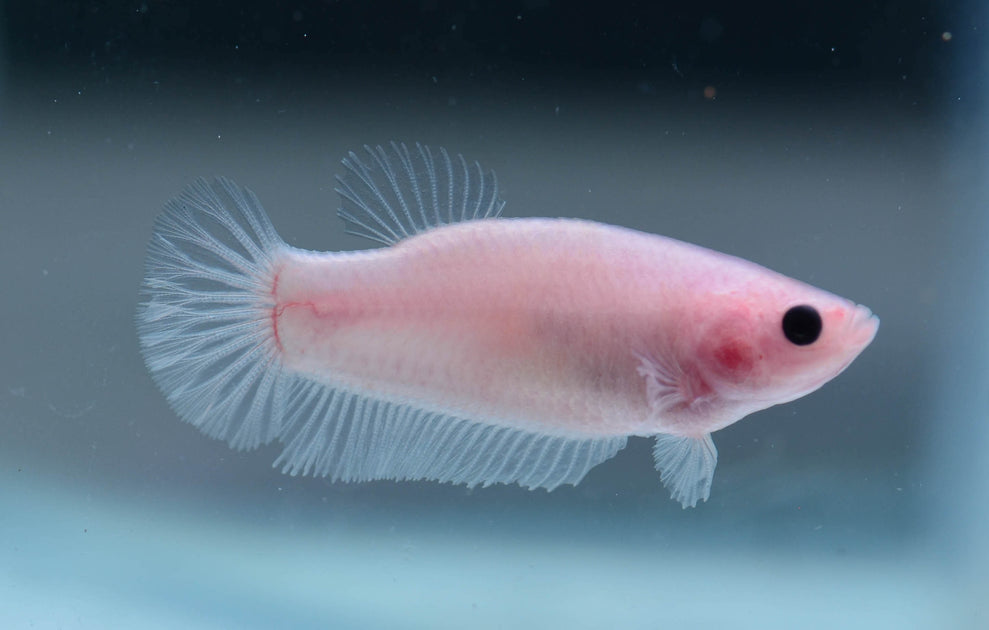 Cellophane | Seven Fishes