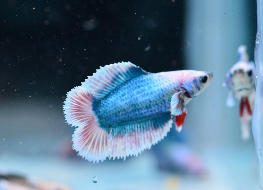 Doubletail | Seven Fishes