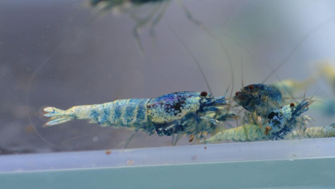 Discover Exquisite Ornamental Shrimp for Your Aquatic Paradise at ...