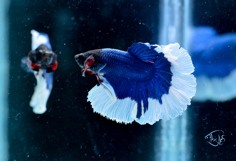 Discover a Stunning Assortment of Halfmoon Male Bettas at 7Fishs ...