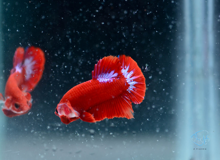 Hellboy HMPK | Seven Fishes