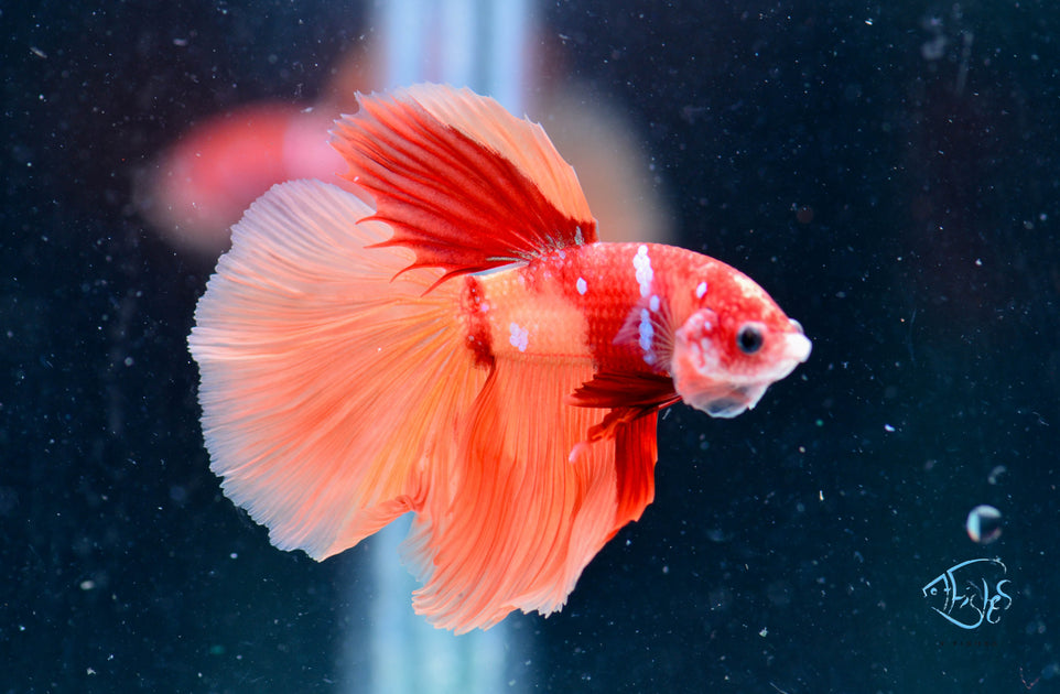 Nemo Candy Halfmoon - Tagged "super special" | Seven Fishes