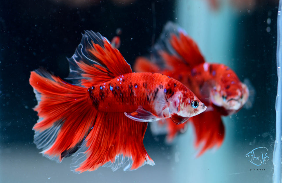 Koi Halfmoon - Tagged "hellboy" | Seven Fishes