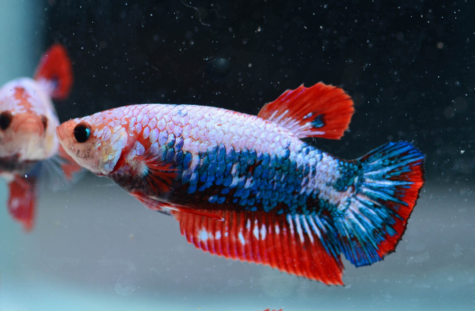 Explore a Diverse Assortment of HMPK Female Bettas at 7Fishs - Tagged ...