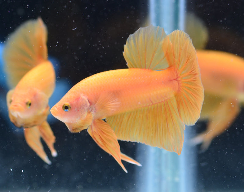 Classic & Solid Colour | Seven Fishes