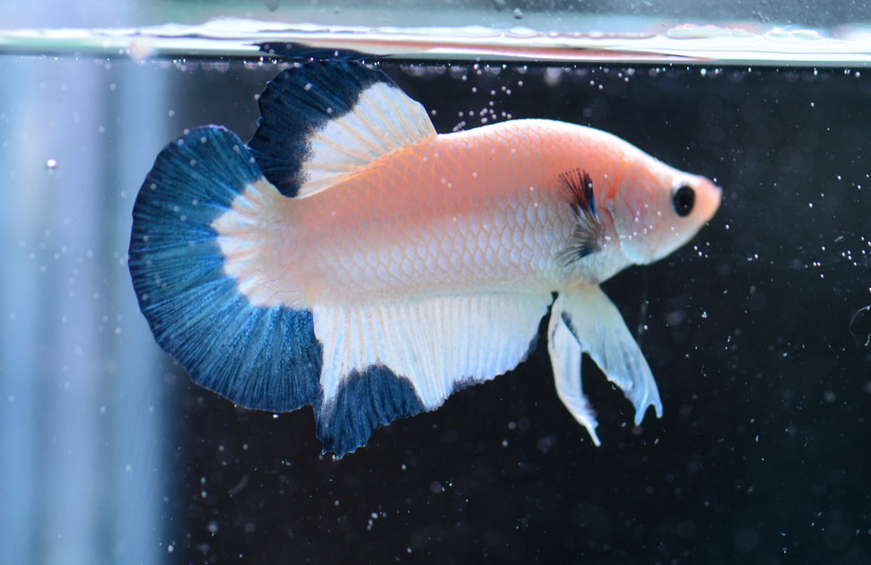 Explore the Enchanting Blue Rim Marble HMPK Bettas at 7Fishs | Seven Fishes