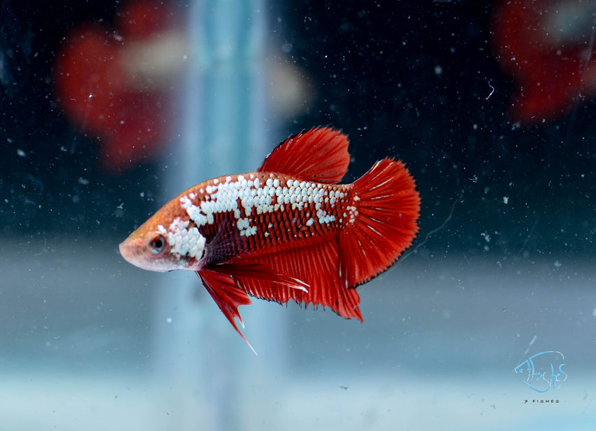 Red Samurai | Seven Fishes