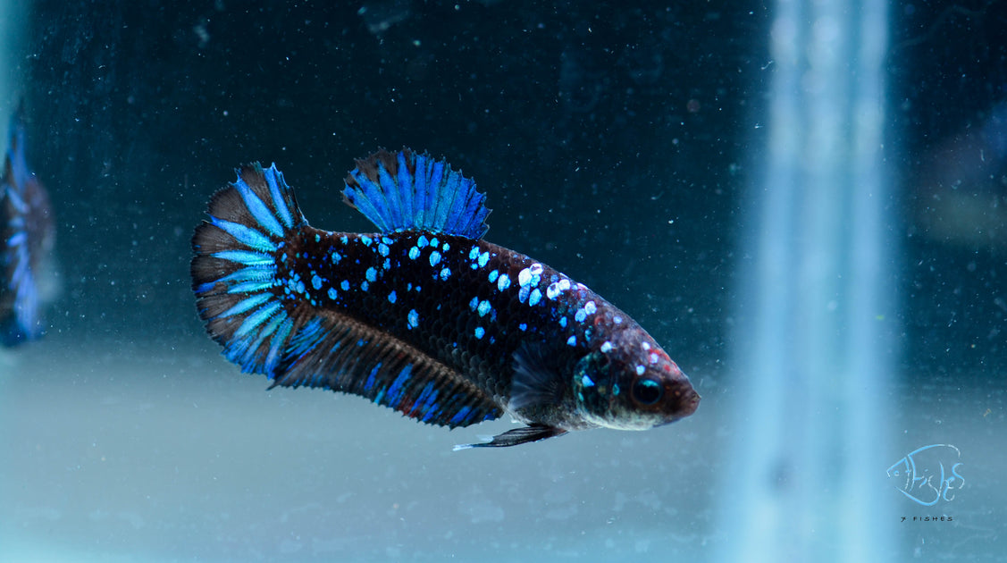 Discover the Enchanting Galaxy HMPK Bettas at 7Fishs - Tagged "galaxy ...