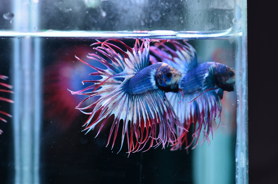 Fancy Crowntail - Tagged "Assorted HMPK Male" | Seven Fishes