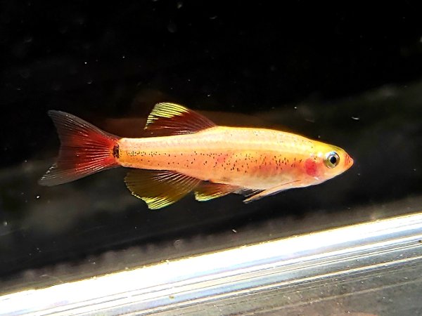 Golden White Cloud Mountain Minnow | Seven Fishes