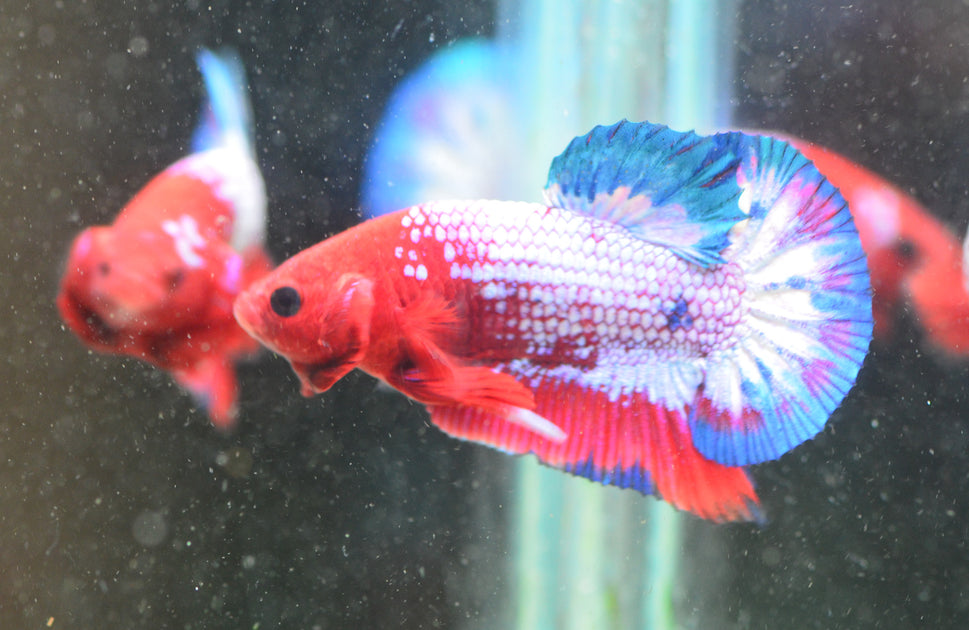 Hellboy HMPK Male | Seven Fishes