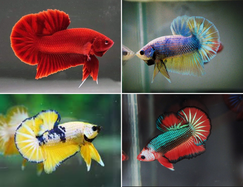 Assorted HMPK Male | Seven Fishes