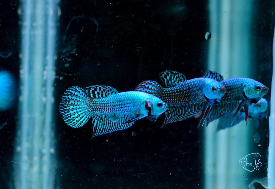 Green Alien Hybrid | Seven Fishes