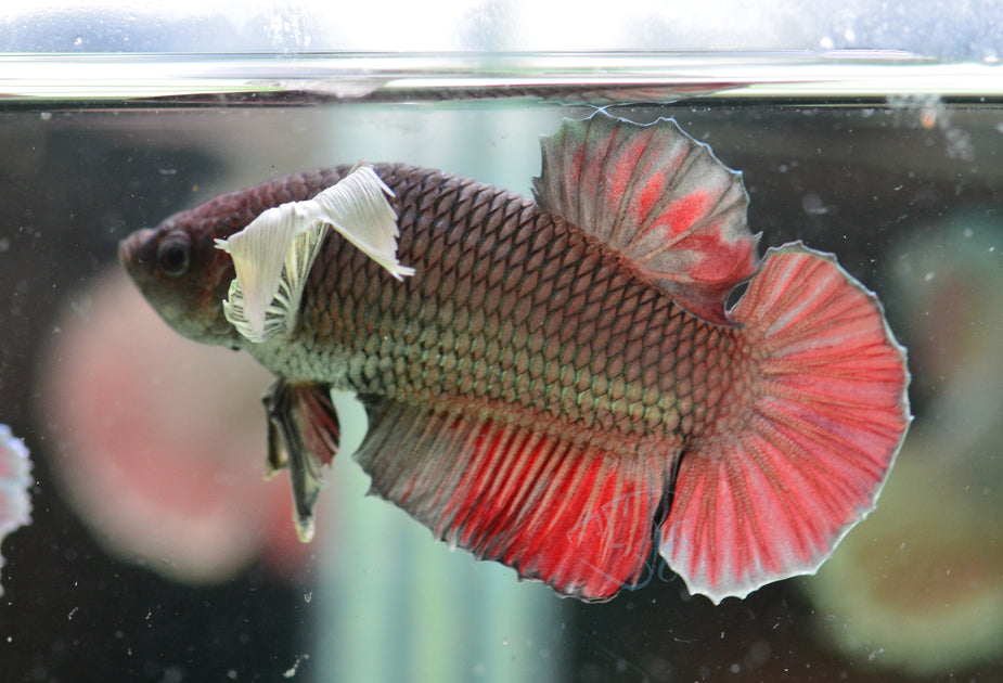 Copper Red Dumbo HMPK Male | Seven Fishes