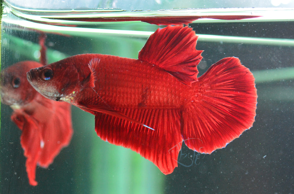 Red HMPK Male | Seven Fishes