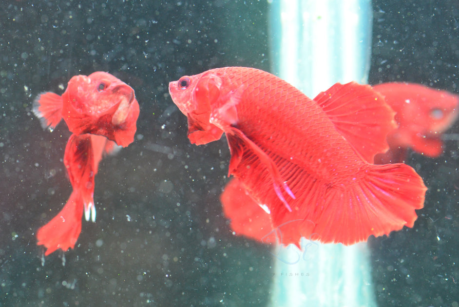Red HMPK Male | Seven Fishes