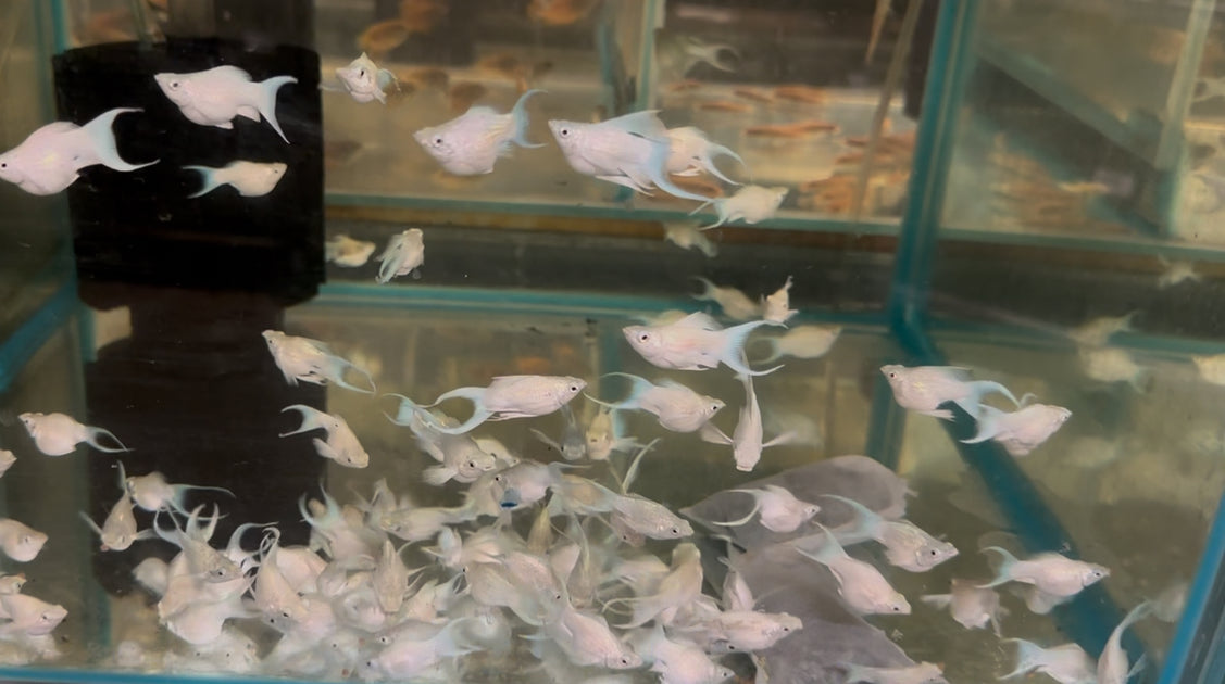 Platinum Lyretail Balloon Molly | Seven Fishes