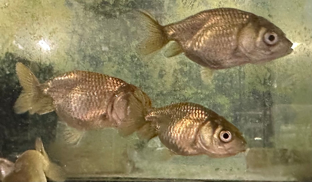 Assorted Bronze Ranchu Juveniles 3-4cm | Seven Fishes