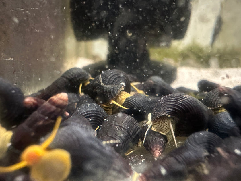 Sulawesi Poso Rabbit Snail | Seven Fishes