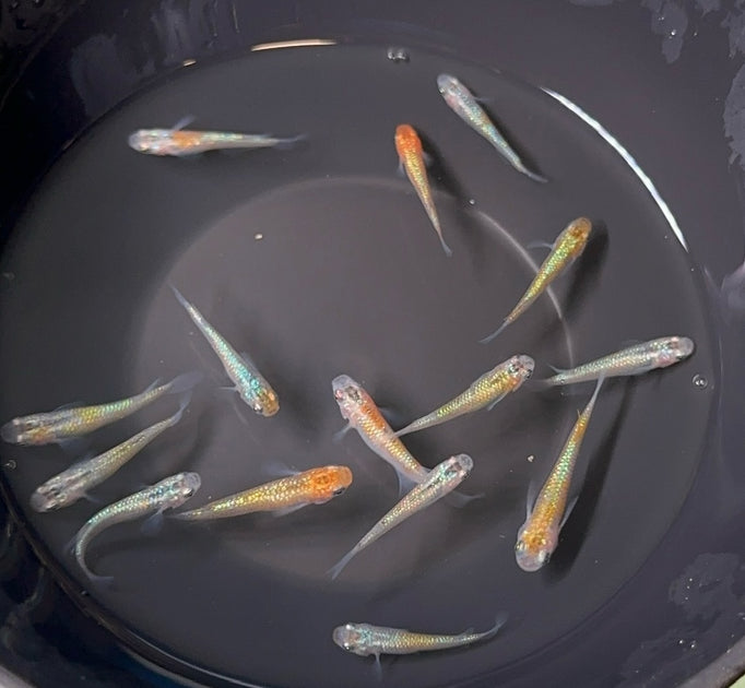 Ulysses Medaka ユリシーズ | Seven Fishes