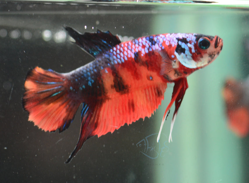 Nemo HMPK Male | Seven Fishes