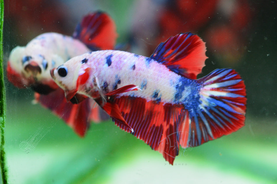Candy HMPK Male | Seven Fishes
