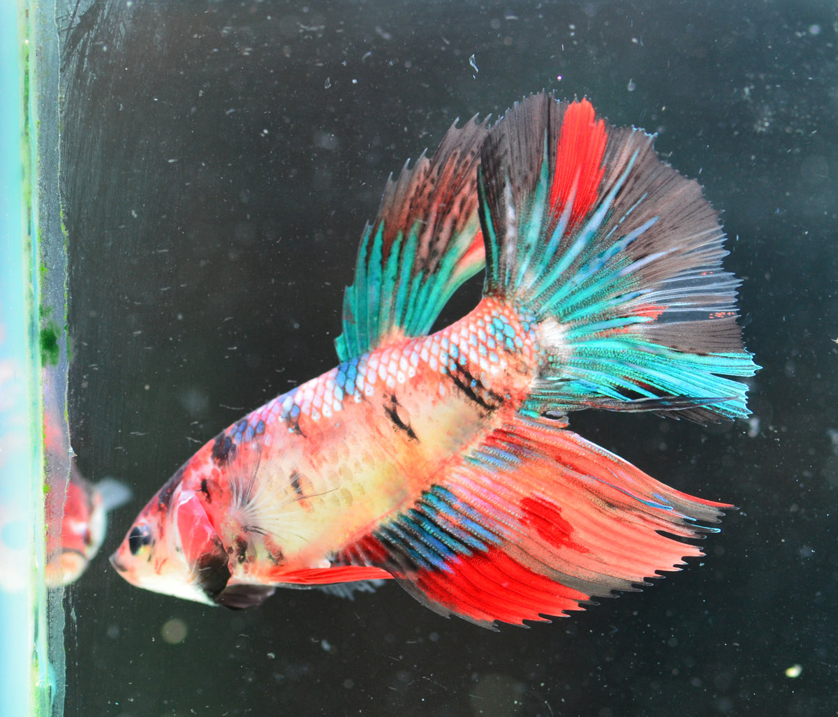 Nemo Delta-tail Female | Seven Fishes