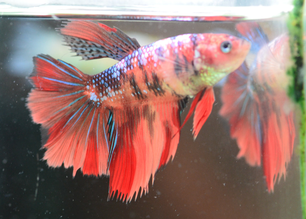 Nemo Delta-tail Female | Seven Fishes