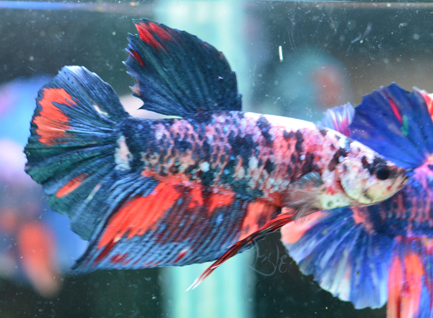 Giant Steel Fancy HMPK Male | Seven Fishes