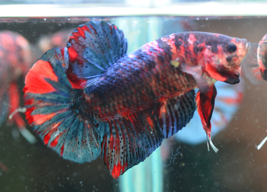 Giant Steel Fancy HMPK Male | Seven Fishes