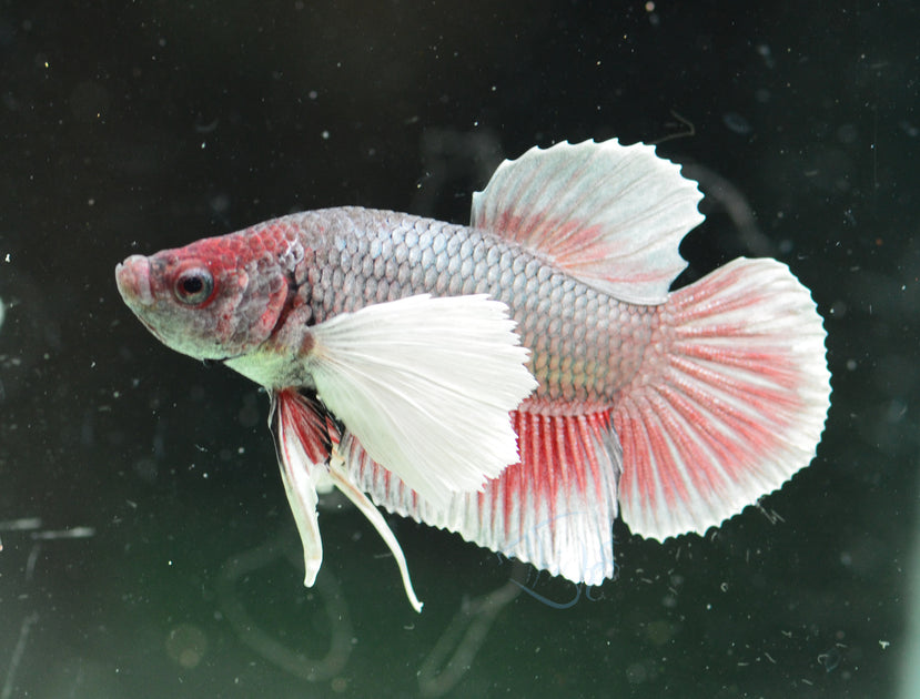 Copper Red Dumbo HMPK Male | Seven Fishes