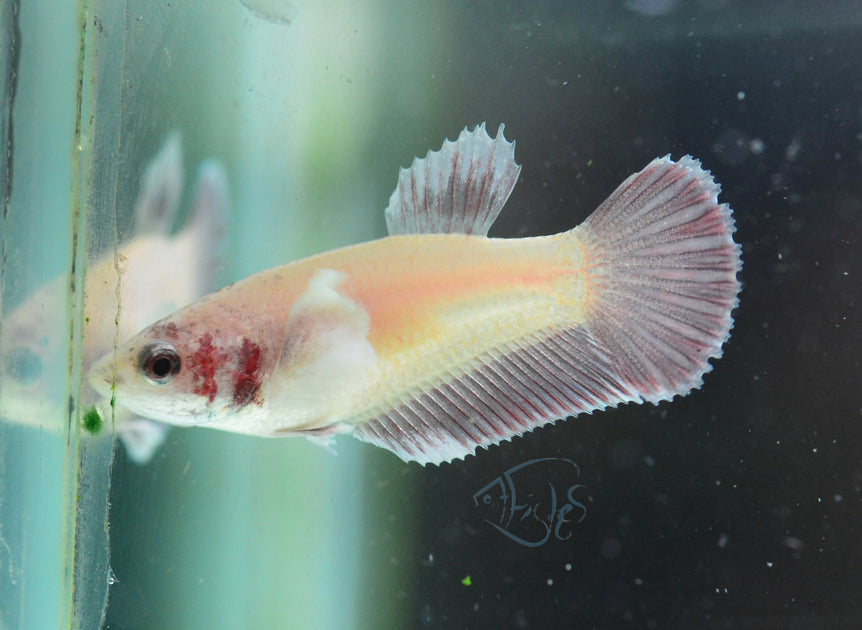 Pastel Red Dumbo HMPK Female | Seven Fishes
