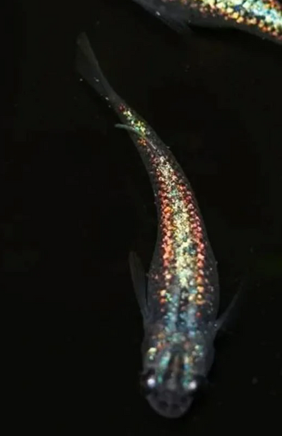 Black Lame (Akma) Medaka | Seven Fishes