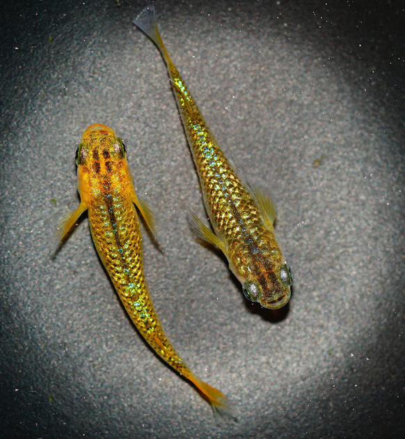 Lame Red Gold Medaka | Seven Fishes