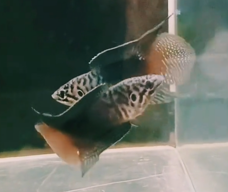 Roundtail Ocellatus Paradise Fish | Seven Fishes