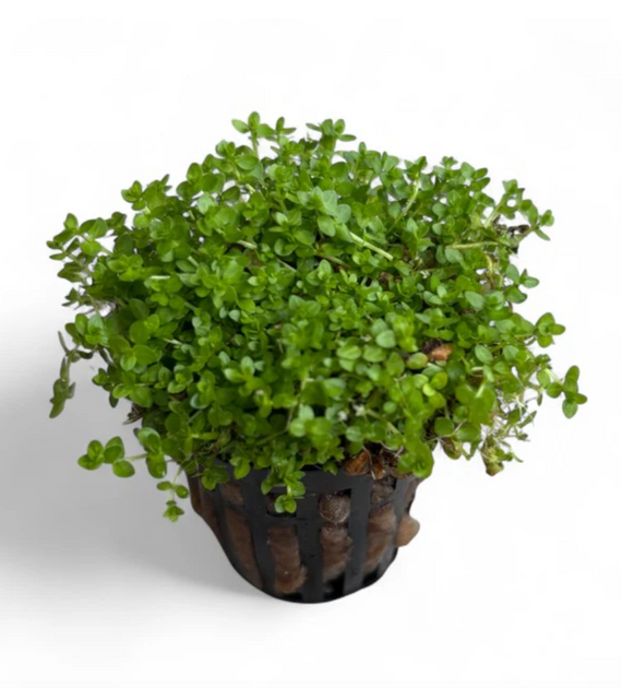 Micranthemum Potted | Seven Fishes