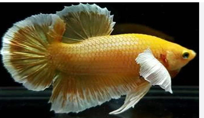 Assorted Yellow Gold Dumbo HMPK | Seven Fishes