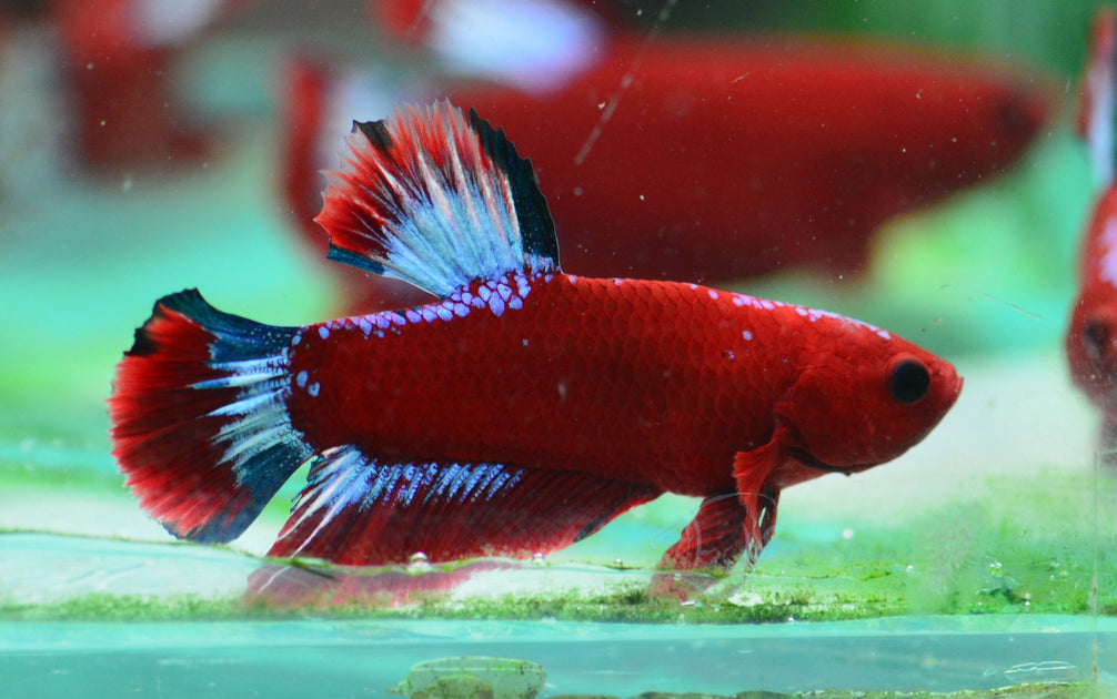 Hellboy HMPK Male | Seven Fishes