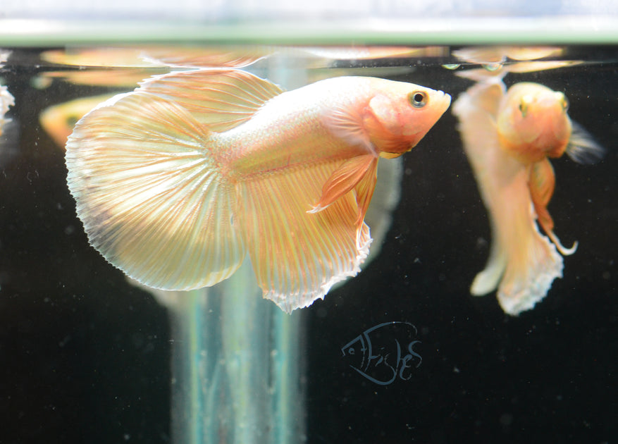 Gold Delta-tail Male | Seven Fishes