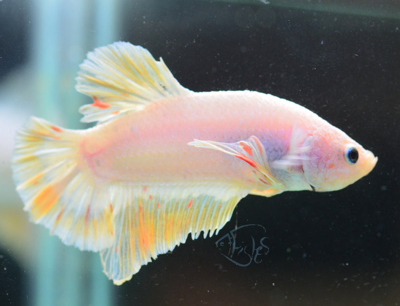 Pastel Yellow HMPK Male | Seven Fishes