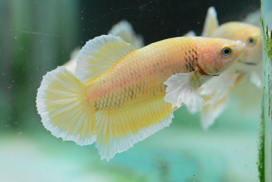 Yellow Gold Dumbo HMPK Male | Seven Fishes