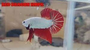 Assorted Red Dragon HMPK | Seven Fishes