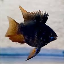 Dark Knight Balloon Ram | Seven Fishes