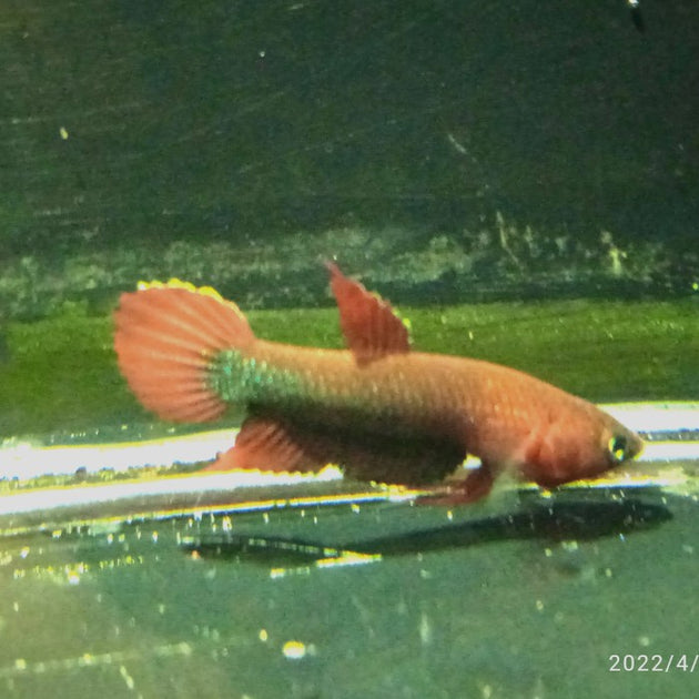 Betta Api Api | Seven Fishes