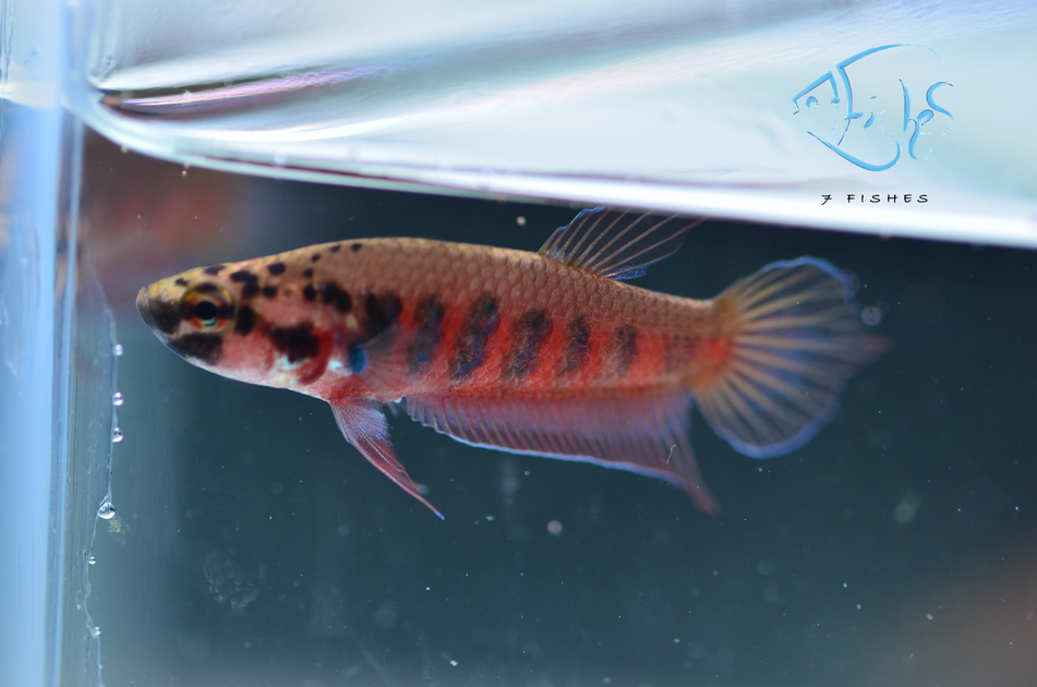 Betta Rubra | Seven Fishes