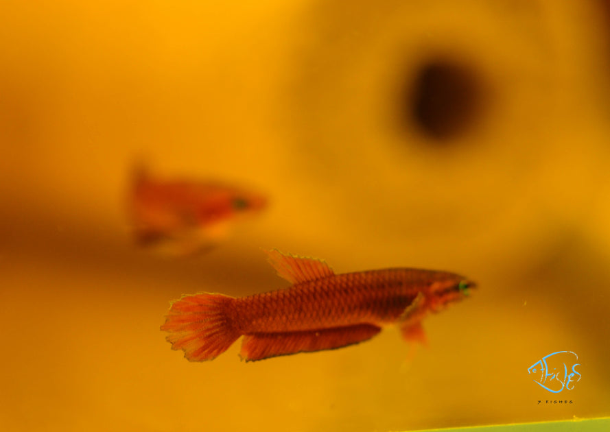 Betta Api Api | Seven Fishes