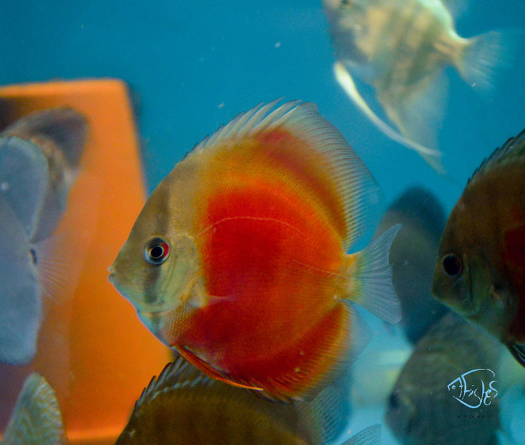 Red Rose Discus 9-10cm | Seven Fishes