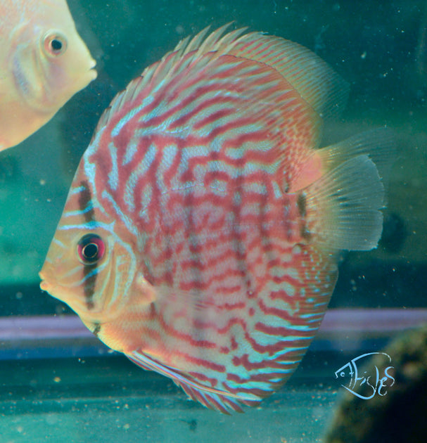 Tiger Turquoise Discus | Seven Fishes