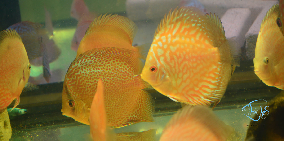 Assorted Discus | Seven Fishes